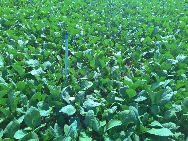 Vegetable stock image. Image of farm, pole, vegetable - 48017817