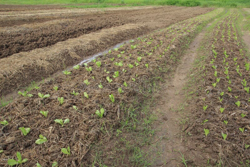 Vegetable farm stock image. Image of land, green, farmland - 33227847