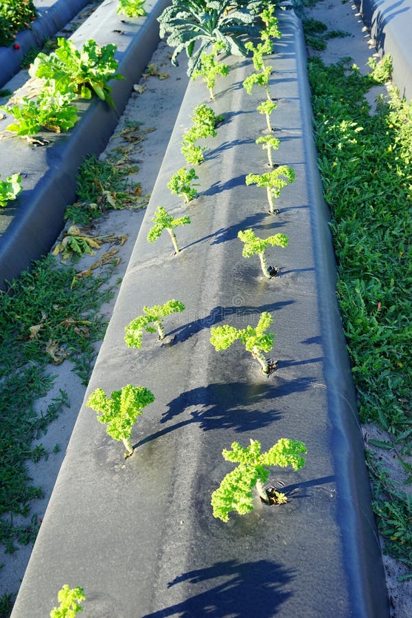 Vegetable farm stock photo. Image of growing, leaf, backyard - 87308652
