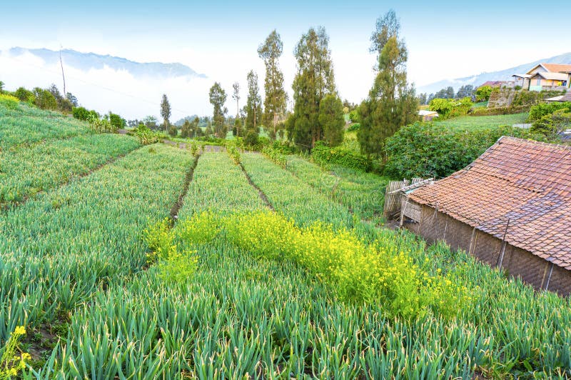 Vegetable farm stock image. Image of vegetable, farm - 40397499