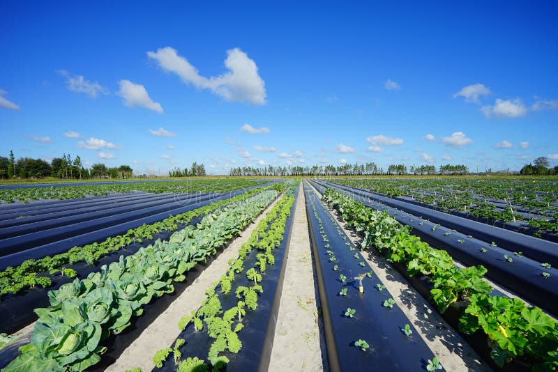 Vegetable farm stock photo. Image of container, florida - 63651970