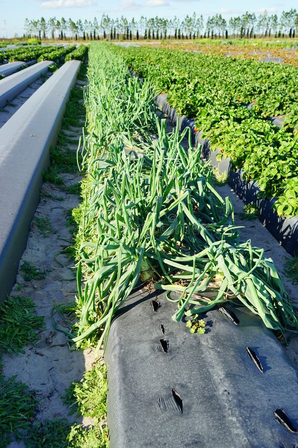 Vegetable farm stock image. Image of fruit, local, gardening - 87308675