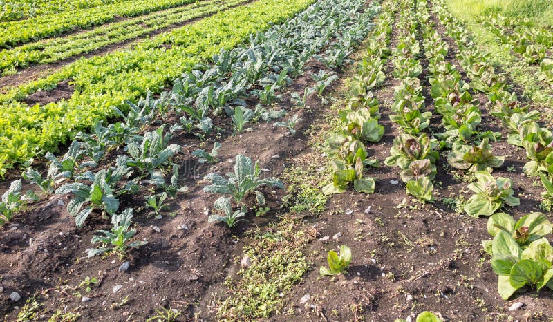 Vegetable Farm stock photo. Image of topsoil, farm, agriculture - 58943724