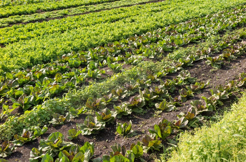 Vegetable Farm stock image. Image of environment, salad - 58943737