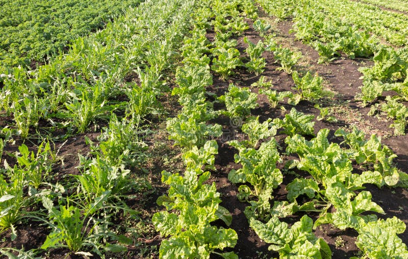 Vegetable Farm stock photo. Image of farmland, vegetable - 58943800