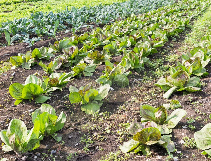 Vegetable Farm stock image. Image of environment, cultivation - 58943821