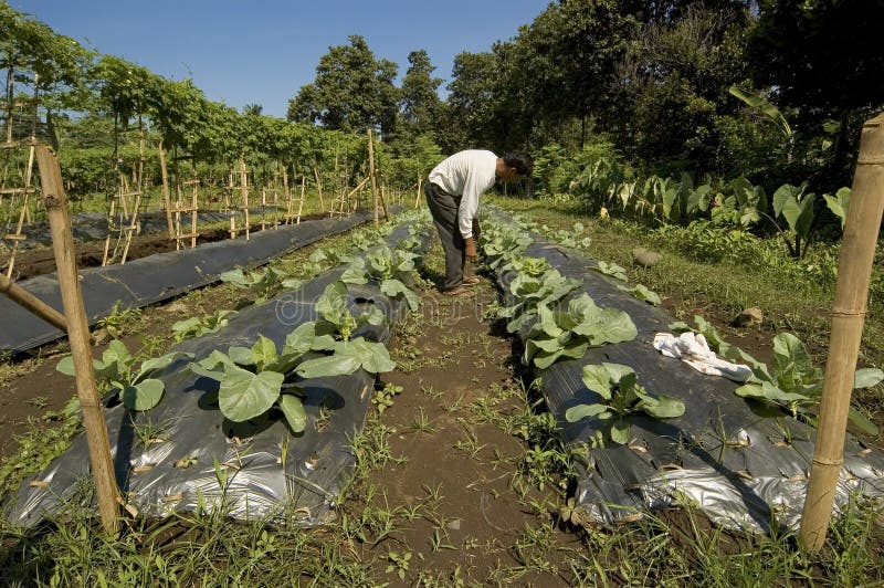 Vegetable Farmer stock photo. Image of blue, healthy, grass - 987394