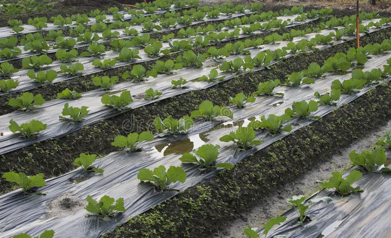 Vegetable farming stock image. Image of rich, horticulture - 9319069