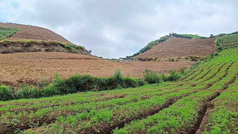 Vegetable Farming Land at the between of the Hill Stock Photo - Image ...