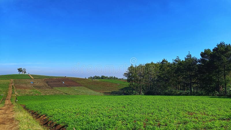 Green Vegetable Farming Land beside of Pine Forest Stock Image - Image ...