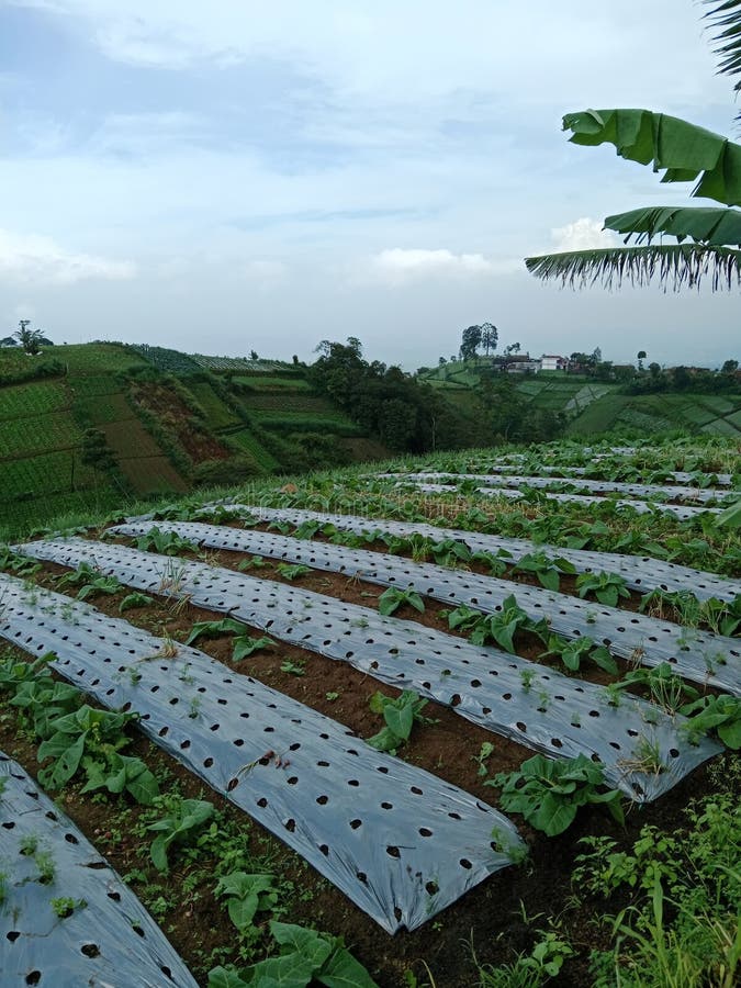 Vegetable Farming in the Slope of Merapi Volcano Stock Photo - Image of ...