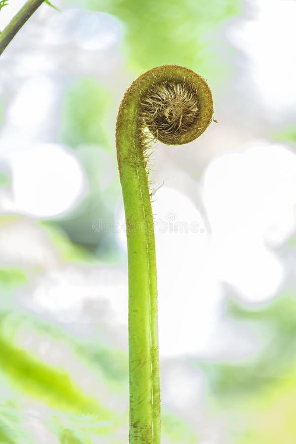 Vegetable fern stock photo. Image of forest, isolated - 68622302