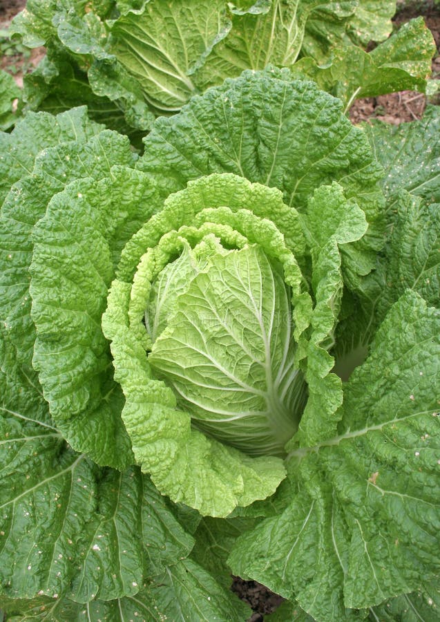 Vegetable field stock image. Image of natural, crop, farm - 11350877