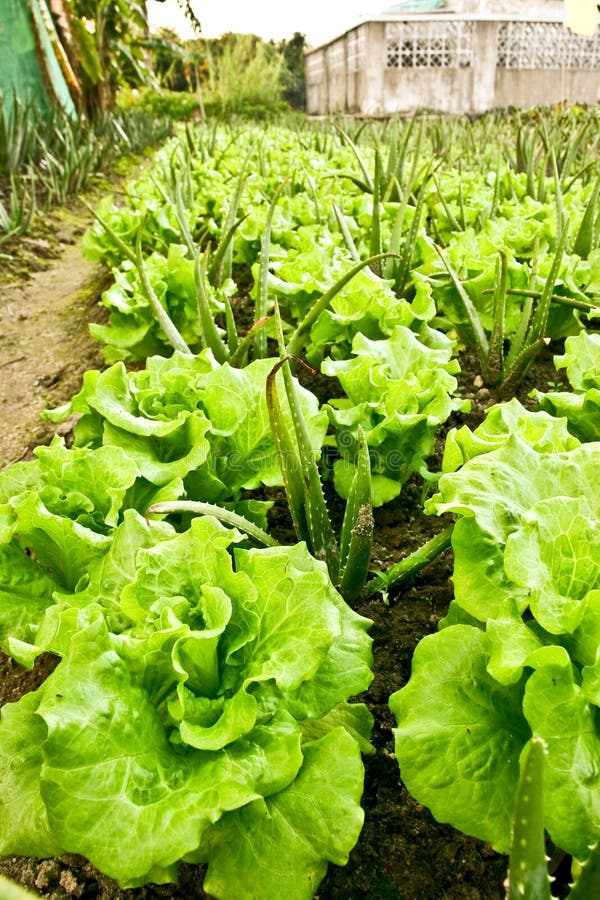 Vegetable Field stock photo. Image of garden, organic - 17486450