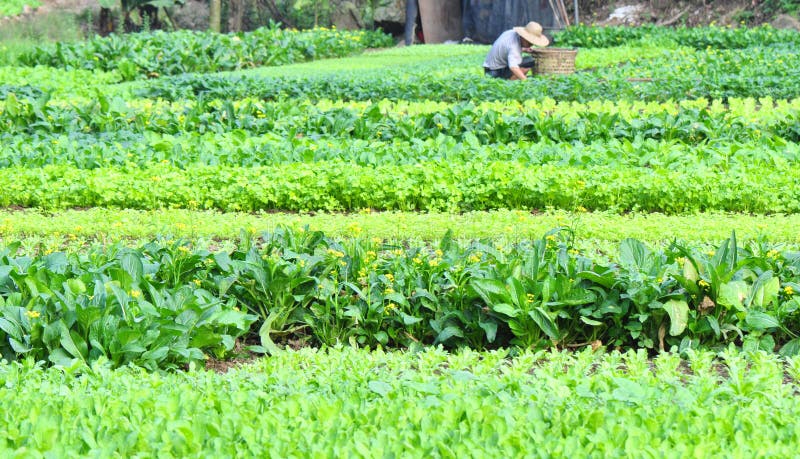 Vegetable field editorial stock photo. Image of lush - 21804753