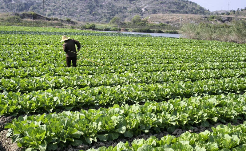 Vegetable field stock photo. Image of agricultural, vegetable - 8907800