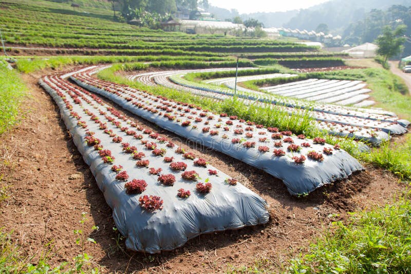 Vegetable Field in Agricultural Stock Photo - Image of foliage ...