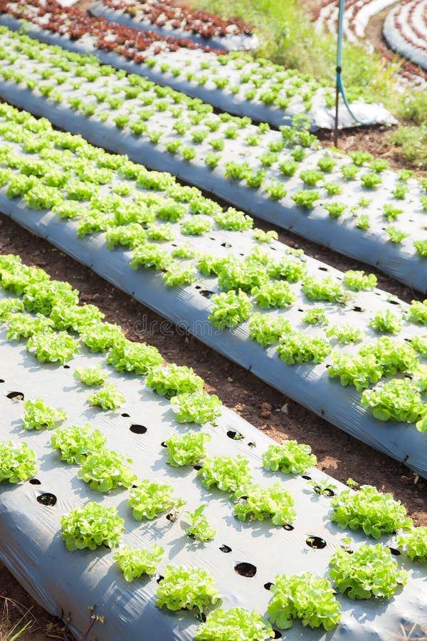 Vegetable Field in Agricultural Stock Image - Image of natural, meadow ...