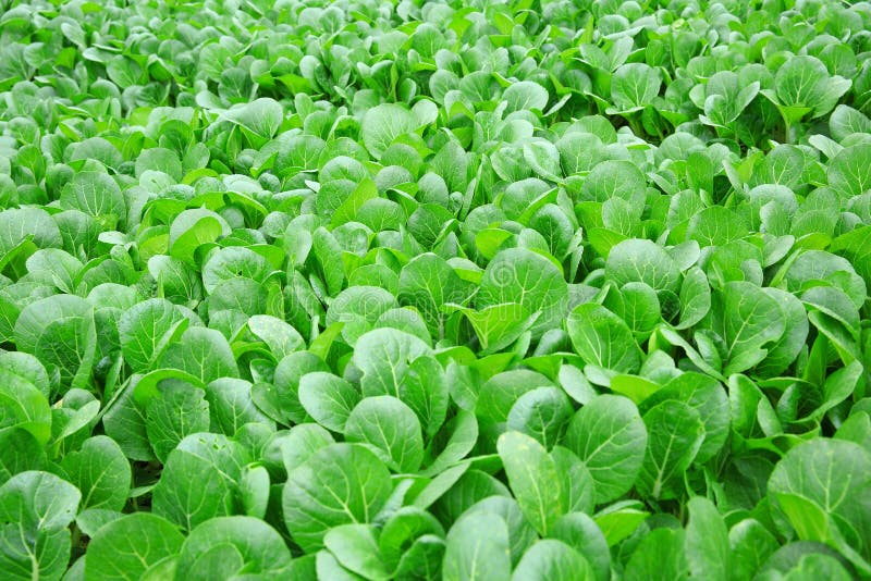 Vegetable plantation stock image. Image of closeup, chives - 20379323