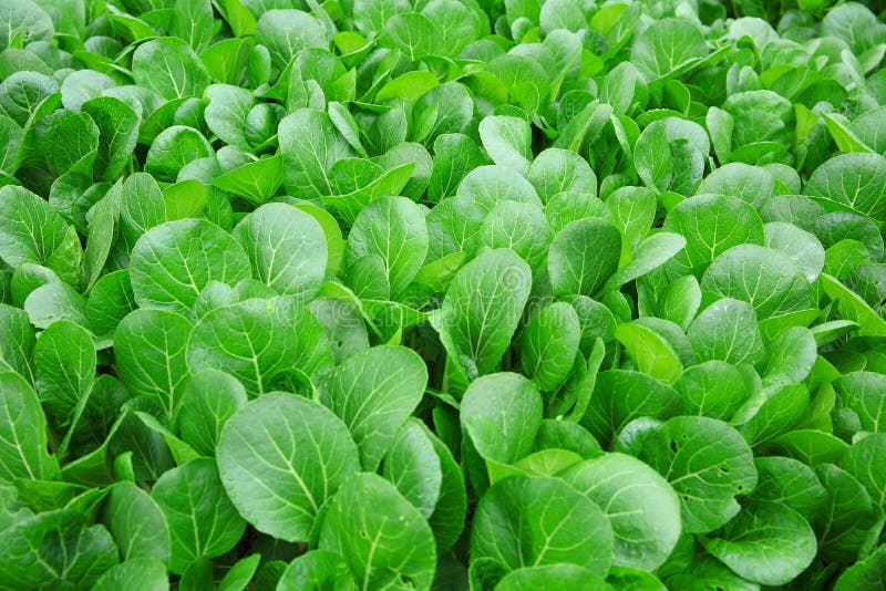 Vegetable field stock photo. Image of farm, line, grow - 20379342