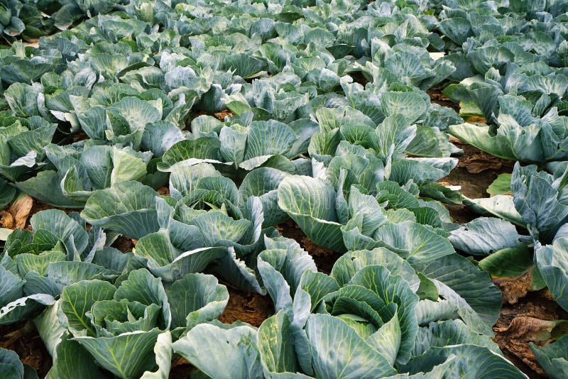 Large Vegetable Field with White Cabbage in Summer Stock Photo - Image ...