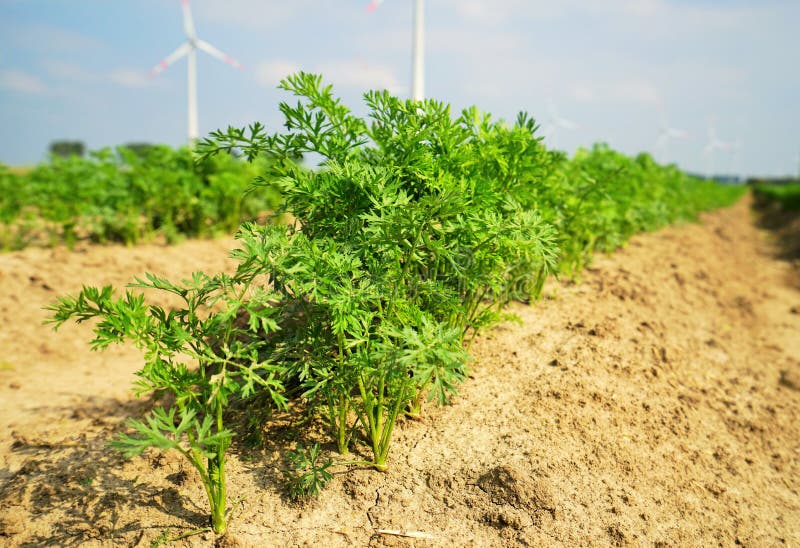 Vegetable Field with Carrots Stock Image - Image of healthy, control ...