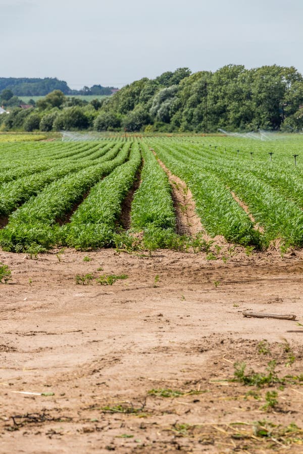 Vegetable Field on the Country Side Stock Photo - Image of field ...