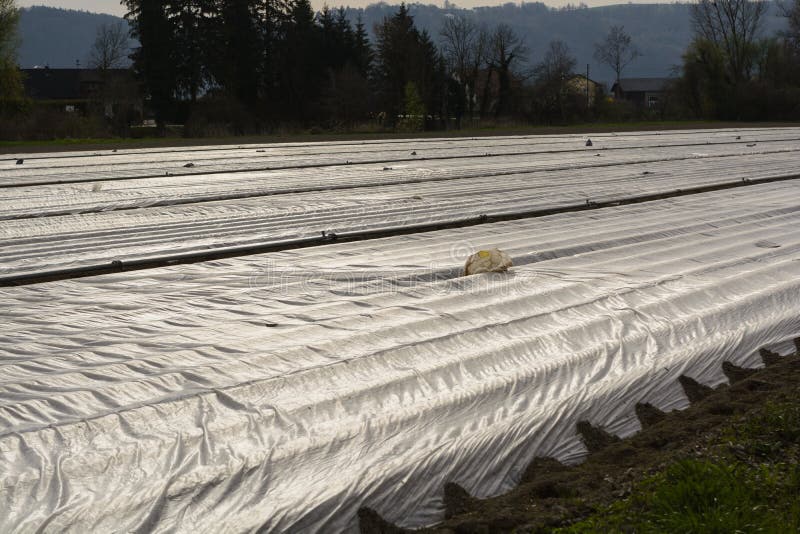 Vegetable Field Covered with Protective Film Stock Photo - Image of ...
