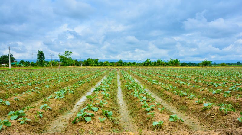 Vegetable field stock image. Image of food, agriculture - 42459293