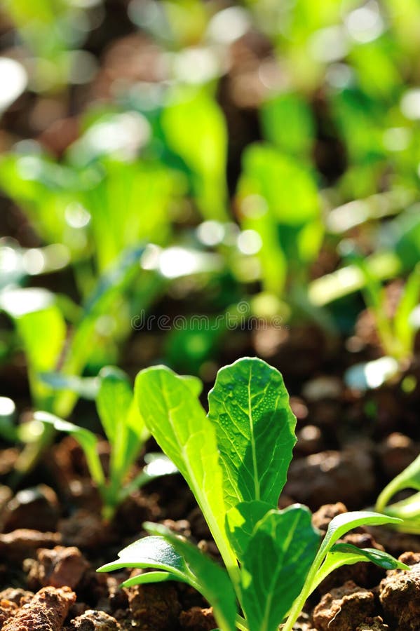 Vegetable plantation stock image. Image of closeup, chives - 20379323