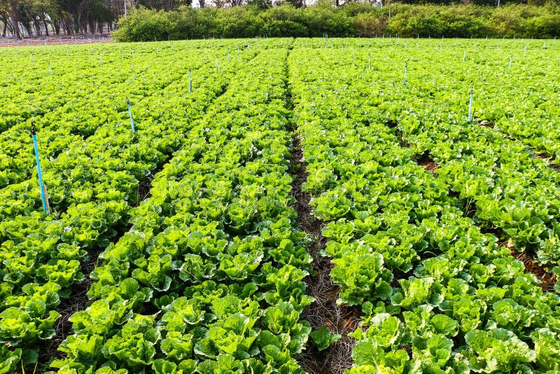 Vegetable field stock image. Image of hand, full, outdoors - 38964391
