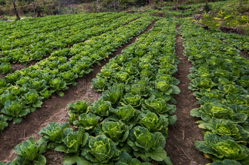 Vegetable field Landscape stock image. Image of sunlight - 40645255