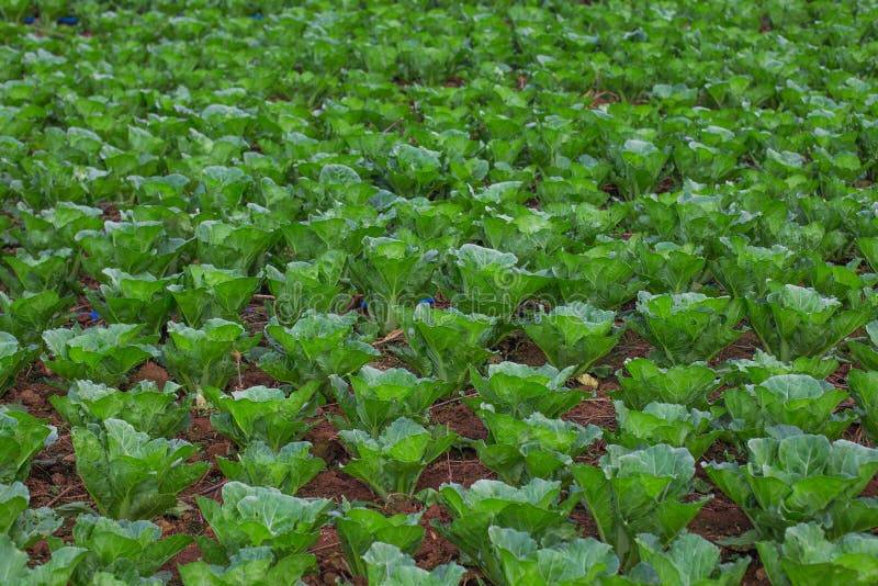 Vegetable field Landscape stock image. Image of gardening - 40644305