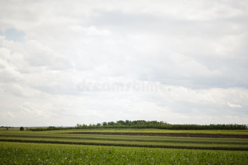 Vegetable Field stock image. Image of cultivation, outdoors - 34854029