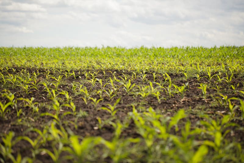 Vegetable Field stock image. Image of vegetable, growth - 34854269