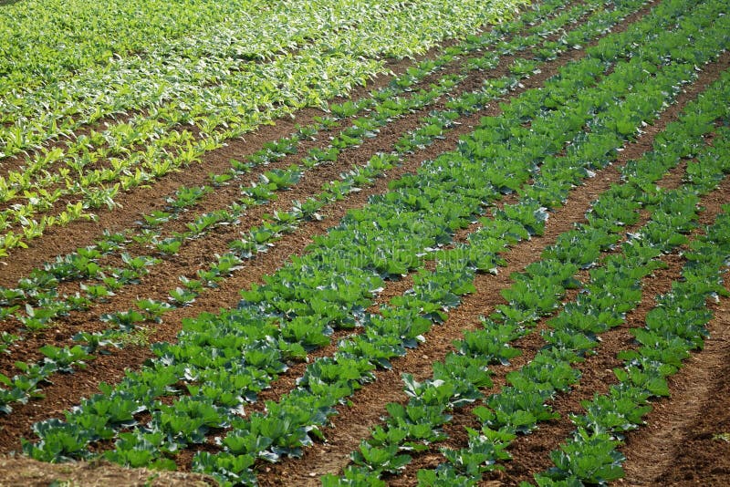 Vegetable field stock photo. Image of farm, agriculture - 35286802