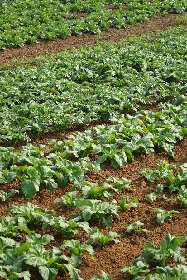 Vegetable field stock photo. Image of environment, country - 35286894