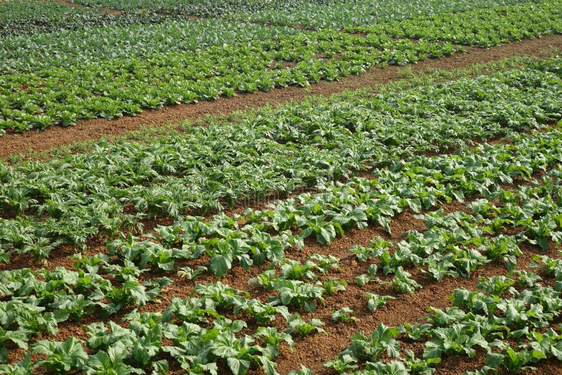 Vegetable field stock image. Image of agriculture, details - 35286981
