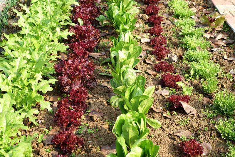 Vegetable field stock image. Image of care, diet, green - 35289545