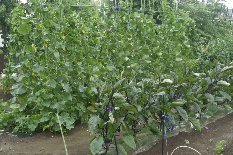 Vegetable field maintained stock photo. Image of green - 154129044