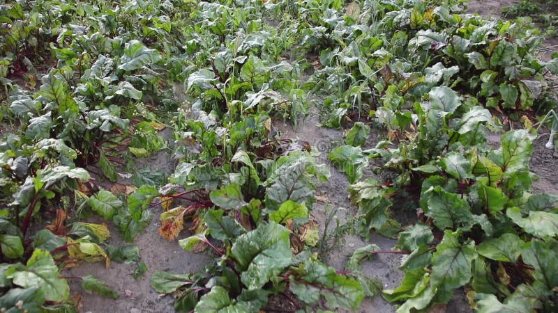 Vegetable Field. Red Beets in a Row Stock Footage - Video of organic ...