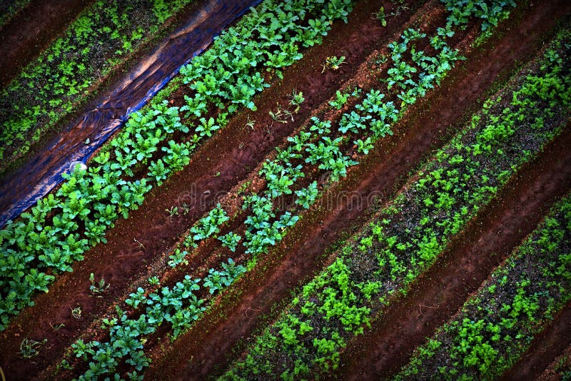 Vegetable field stock image. Image of healthy, agriculture - 82932807
