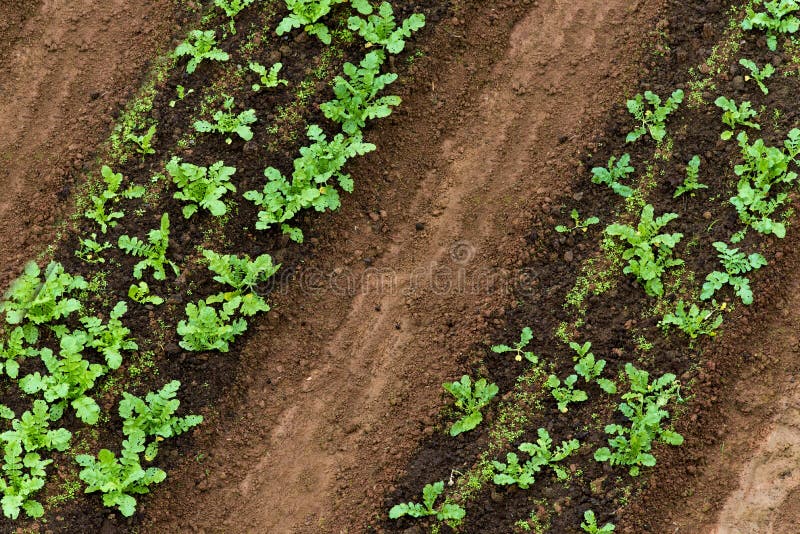 Vegetable garden stock image. Image of design, botanical - 82932239
