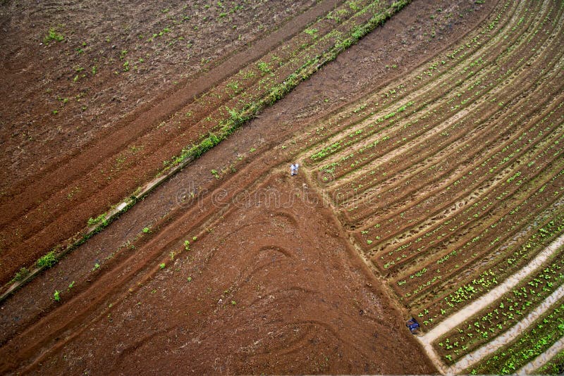 Vegetable field stock photo. Image of dirt, healthy, food - 82932148