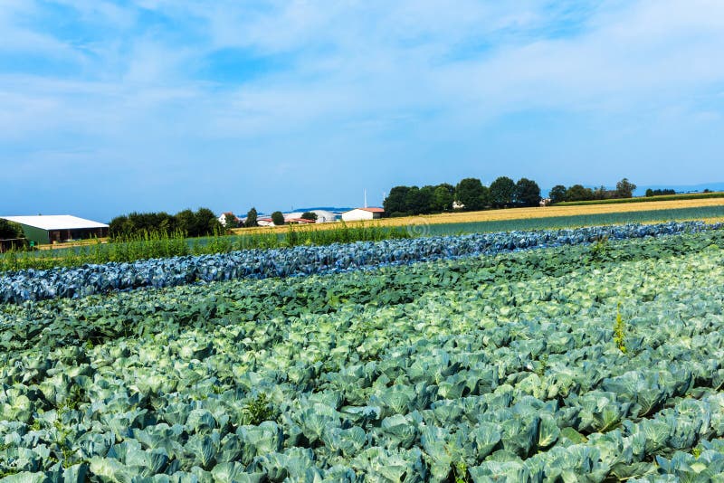 Vegetable Field Vegetable Field Stock Image - Image of growing ...