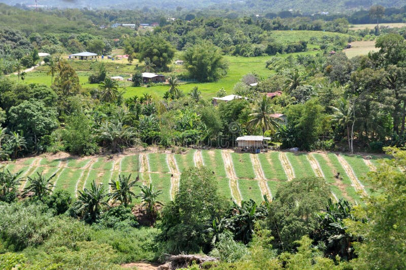 Vegetable fields stock image. Image of farm, rural, farmland - 27695293