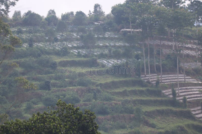 Vegetable Fields on the Hillside of Lembang at Noon Stock Image - Image ...