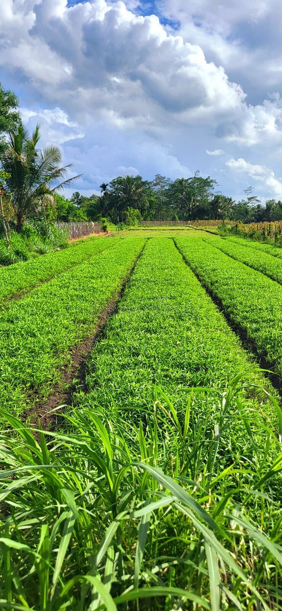 Vegetable Fields in Kambingan Tumpang East Java Indonesia Stock Photo ...