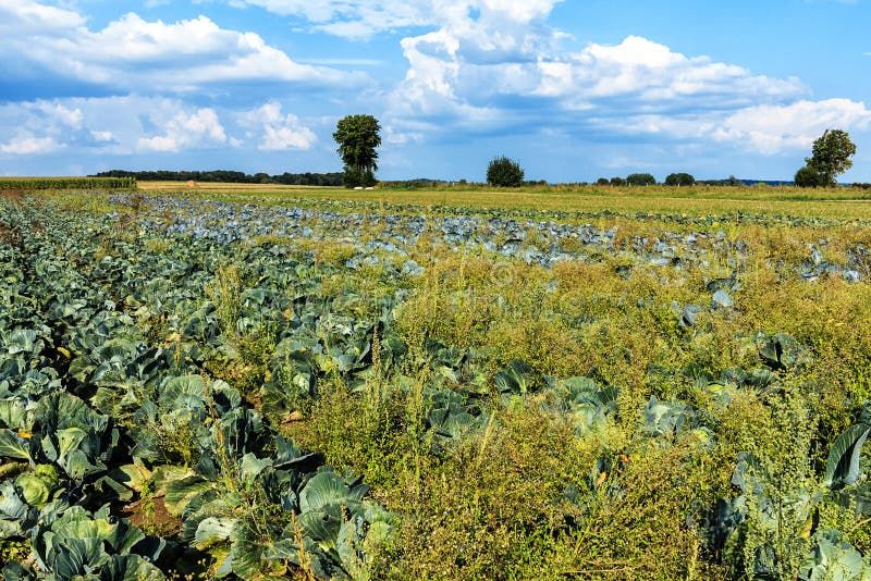 Vegetable Fields in Midsummer Stock Photo - Image of plants, vegetable ...