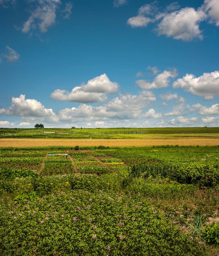 Vegetable Fields, Potato Blossoms, Green Soybeans and Reaching Cereal ...
